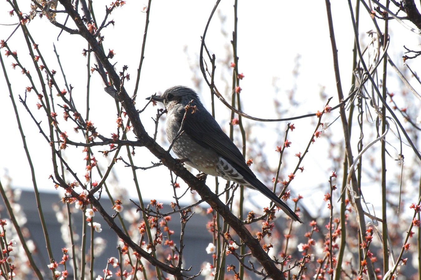 涼風工房-野生動物・野鳥図鑑（趣味の写真撮影）ヒヨドリ-